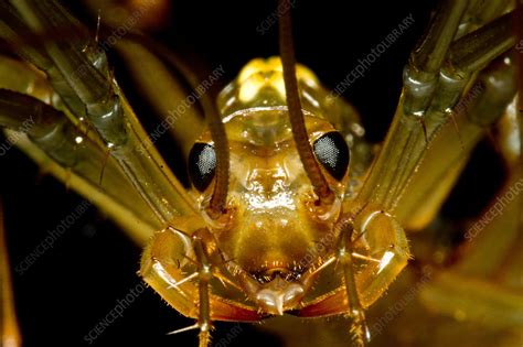 Centipede Eyes
