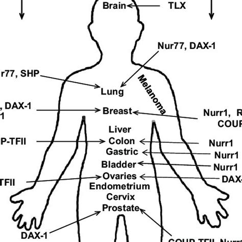 Structure And Prognostic Significance Of Nuclear Orphan Receptors A Download Scientific