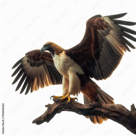 Philippine Eagle Feather Bird Of Prey Aguila Filipina Pluma Ave De