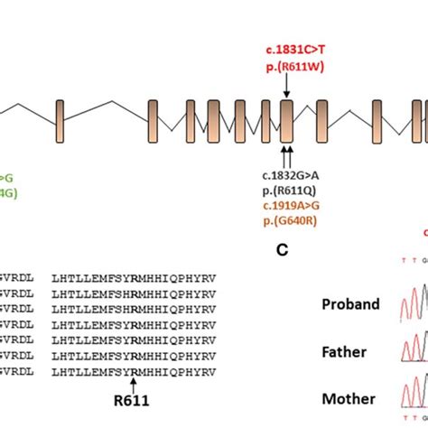 Figure E A Schematic Representation Of The Meddd Transcript