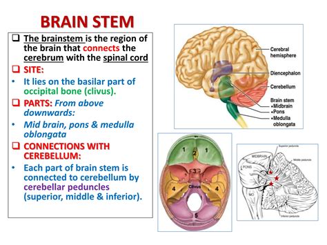 5 Brain Stem External Features With Clinical Anatomyppt Ppt