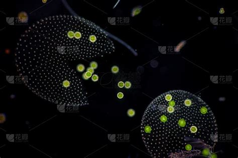 团藻在水滴下的显微镜下进行课堂教学。