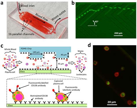 Microfluidic Herringbone Device For Capturing Circulating Plasma Cells Download Scientific