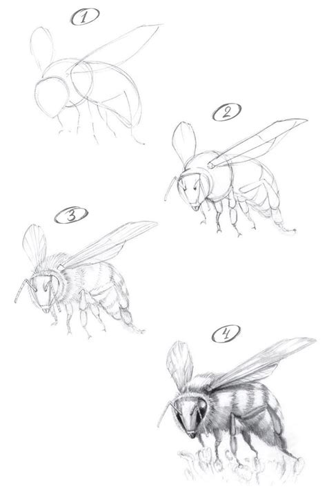 Learn How To Draw A Bee With A Pencil