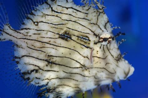 Tasseled Filefish
