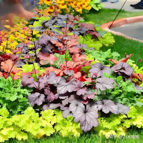 植物界的调色板矾根 知乎