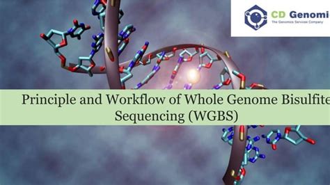 Principle And Workflow Of Whole Genome Bisulfite Sequencing Pptx