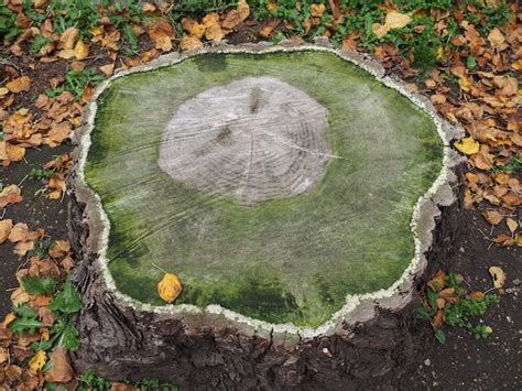 Premium Photo Ancient Tree Cross Section With Growth Rings