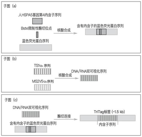 Tags And Methods For Simultaneous Visualization Of Gene Dna Mrna And Protein In Living Cells