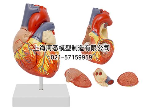 心脏解剖放大模型 放大2倍 4部件 上海河悉模型制造有限公司