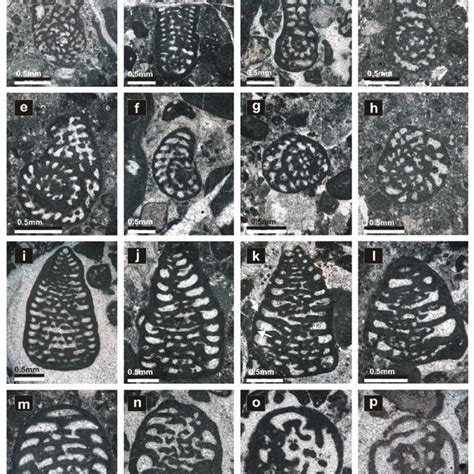 Upper Jurassic Dasycladalean Algae A C E G Incertae Sedis D Download Scientific Diagram