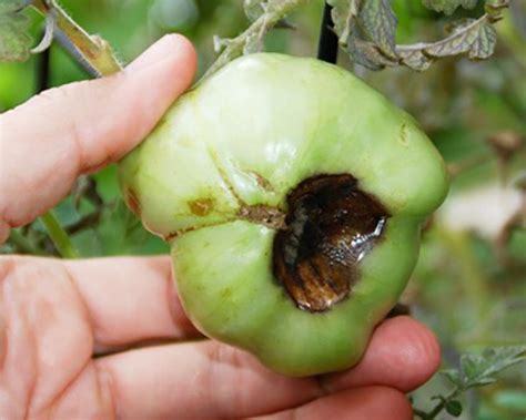 Resolving Your Garden Tomato Troubles Whavwhav