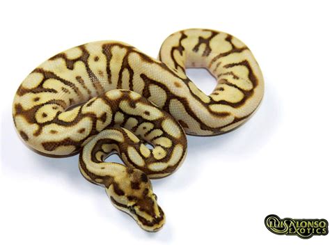 Morph List World Of Ball Pythons
