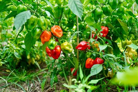 Habanero Plant How To Grow Bell Pepper Plants Hydrobuilder Learning