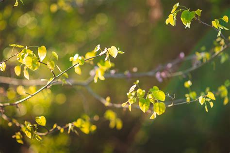 가벼운 가지 경치 계절 고요한 공원 광합성 기후 나무 나무 캐노피 나뭇가지 나뭇잎 날씨 녹색 녹지 맑은 날 무성한 배경을 흐리게 보케 봄