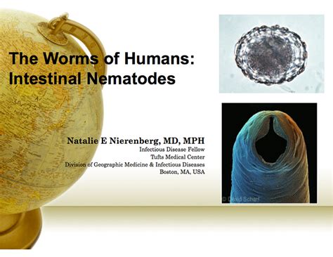 Nematodes In Humans New Way To Conquer Disease Causing Nematodes In