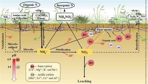 The Forms Of Nitrogen Deposition Organic Or Inorganic Affect Soil