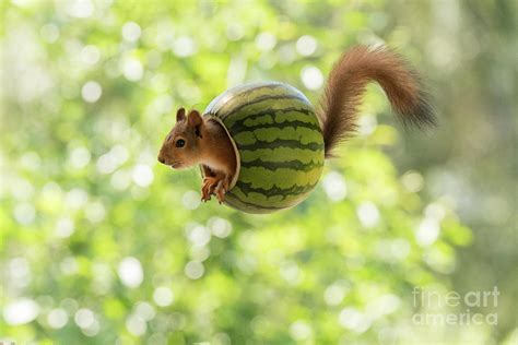 Red Squirrel Inside A Watermelon Photograph By Geert Weggen Pixels