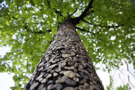 346 Bubble Gum Tree Royalty Free Images Stock Photos Pictures Shutterstock