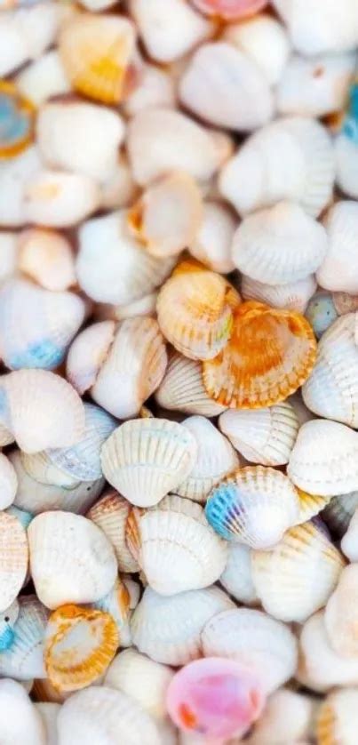Sea Shells Phone Background Free Download
