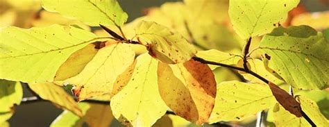 Warning Signs Of A Tree Health Issue