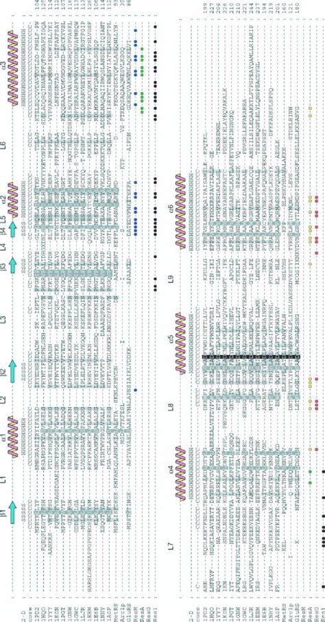 Multiple Structure Based Sequence Alignment Of Arc1p N Metrs N And