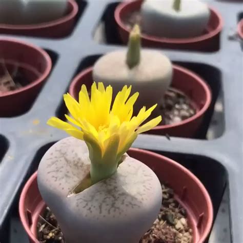 97 Ideas De Cormofitas Y Briofitas Plantas Jardin Jardines Plantas