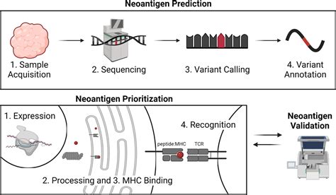 Frontiers Cancer Neoantigens Challenges And Future Directions For Prediction Prioritization