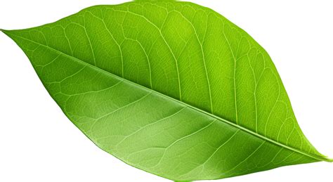Leaf Png With Ai Generated 30577594 Png