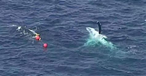 애꿎은 고래만 괴롭히는 상어 그물 새끼 혹등고래 극적 구조