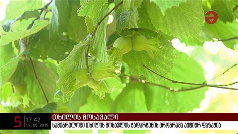 სამეგრელოში თხილის მოსავლის გადარჩენის პროგრამა აქტიურ ფაზაშია Youtube