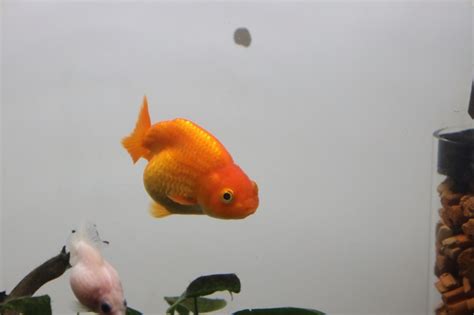 금붕어키우기 금붕어어항의 크기와 온도 수명 네이버 블로그