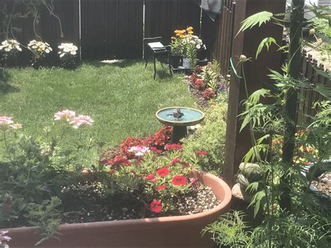 Skinny Dipping In The Backyard The Bethlehem Gadfly