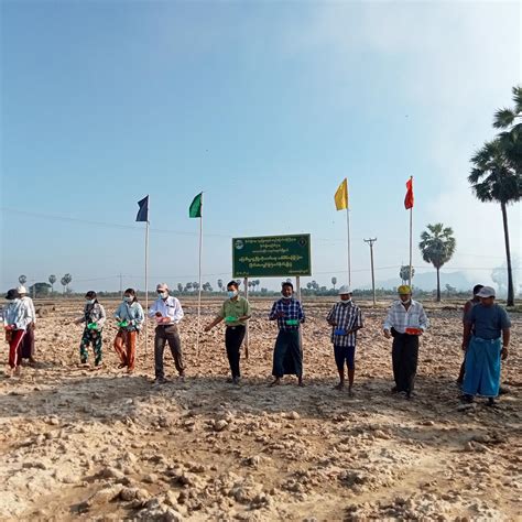 သရက်ချောင်းမြို့၌ မြေဆီလွှာဖွံ့ဖြိုးတိုးတက်စေရန် သစ်စိမ်းမြေဩဇာ ပိုက်ဆံလျှော် ကြဲပက် စိုက်ပ