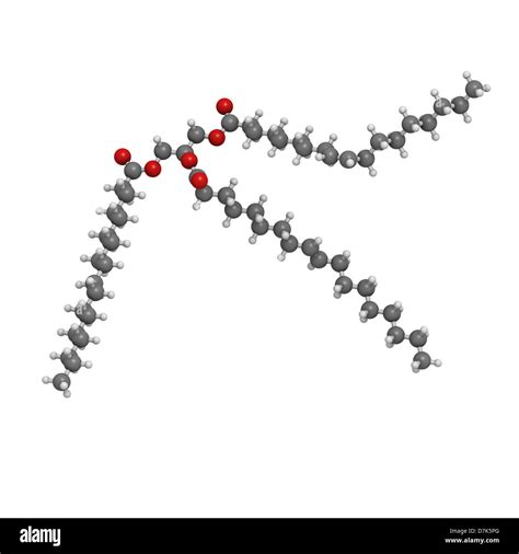 Triglyceride Model Cardiovascular And Metabolic Effects Of Angptl3
