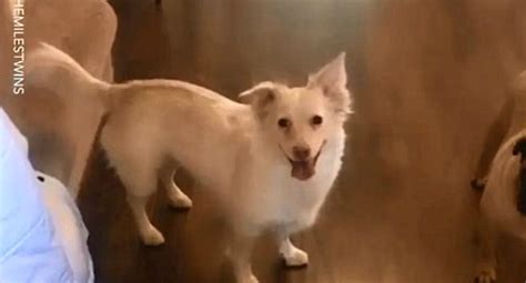 Facebook Viral La Emocionante Reacción De Una Perrita Sorda Cuando Le