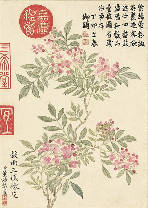清 董诰 二十四番花信风图 谷雨三候 楝花