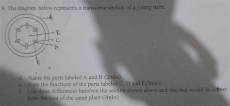 Solved 9 The Diagram Below Represents A Transverse Section Of A Young