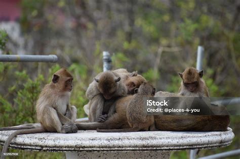 귀여운 원숭이 가족 원숭이 산 후 아 힌 태국 아시아에서 카오 Takiab에 테이블에 앉아의 근접 촬영 갈색에 대한 스톡 사진 및 기타 이미지 Istock