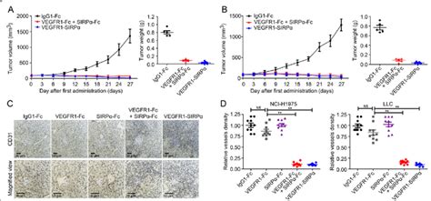 Co Targeting Cd47 And Vegf Elicited Synergetic Anti Tumor Effects In
