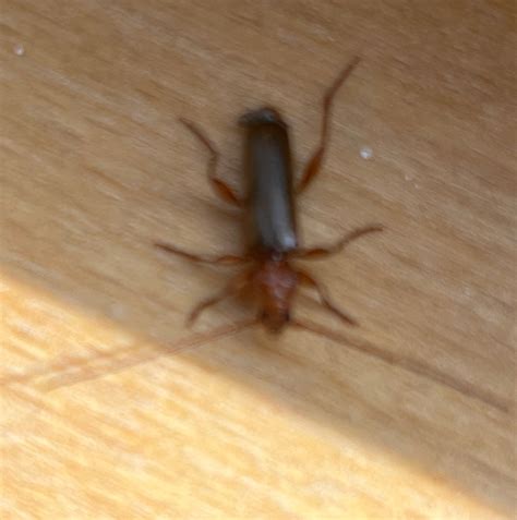 Photo Phymatodes Testaceus