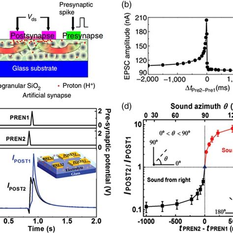 A Schematic Diagram Of A Laterally Coupled Izo‐based Neuromorphic Download Scientific Diagram
