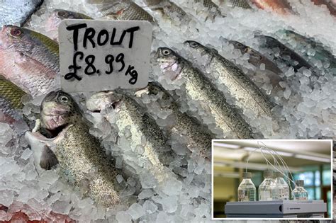 Freshwater Edible Fish