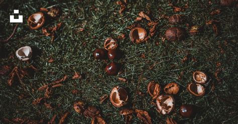 푸른 잔디에 코코넛 사진 Unsplash의 무료 파라 고무 나무 이미지