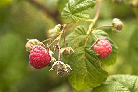 Raspberry Streak Virus Info On Tobacco Streak Virus In Berries Gardening Know How Raspberry Streak Virus Info On Tobacco Streak Virus In Berries Gardening Know How