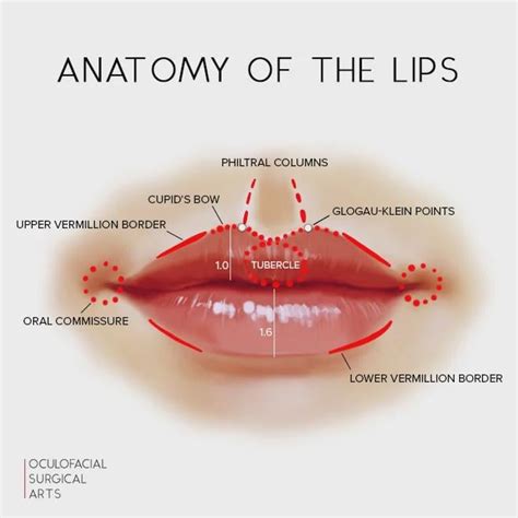 Vermilion Border But The Inside Of The Mouthcheeks Rather Than The