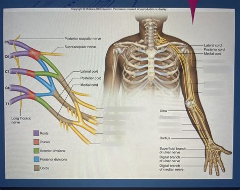 Aandp Lab Quiz 11 Brachial Plexus And Upper Limb Diagram Quizlet