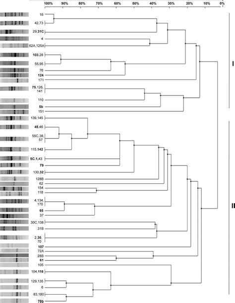 the dendrogram constructed based on box pcr fingerprint profiles on