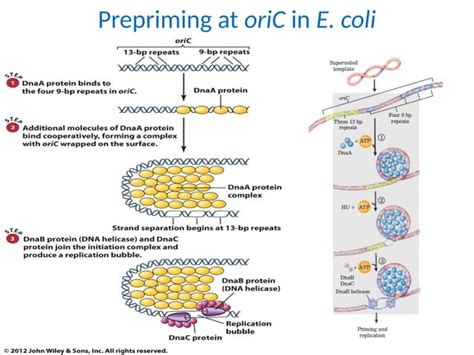 Replication Process In Detail Along With Pictorial Representation Ppt