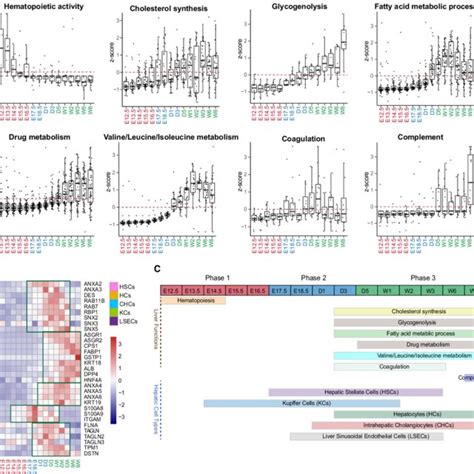 Temporal Multi Omics Profiling Of The Developing Mouse Liver A Download Scientific Diagram